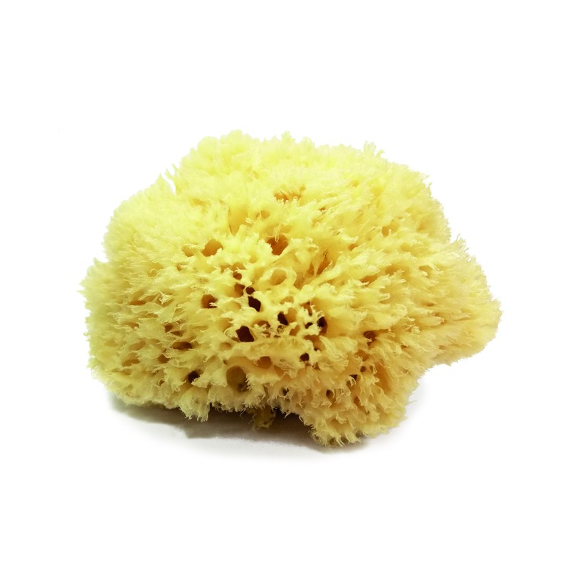 Eponge de Mer Naturelle sur Droguerie Jary